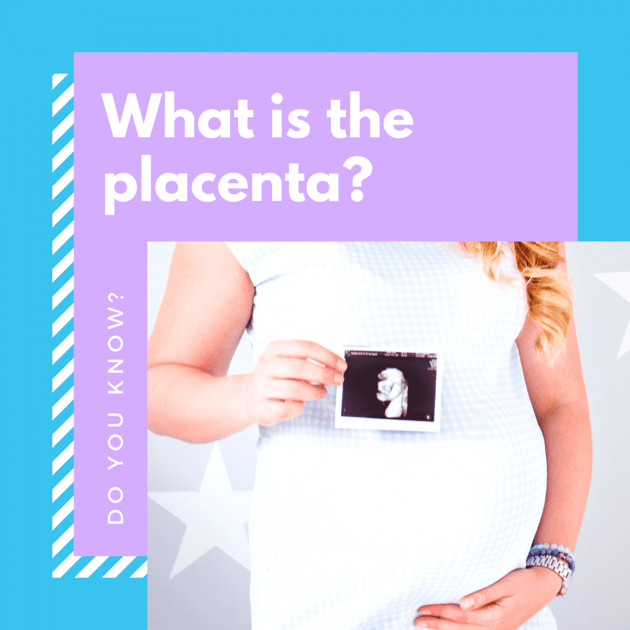 What does the placenta do? Learn about the placenta!: Garden OBGYN ...